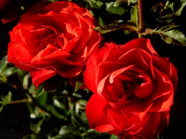 | Garden Roses | Pococks Roses | The Cornish Rose Company