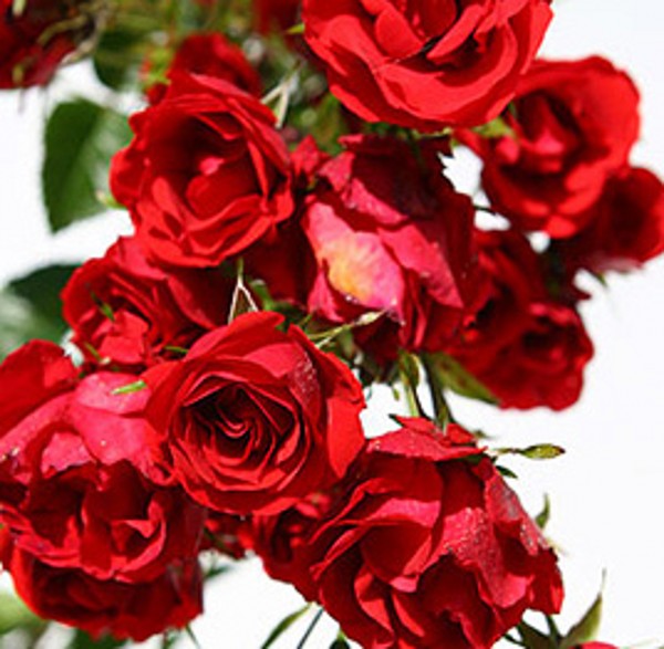 SUPER ELFIN (rambler) | Garden Roses | Pococks Roses | The Cornish Rose ...