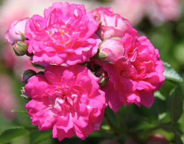 SUPER DOROTHY (rambler) | Garden Roses | Pococks Roses | The Cornish ...