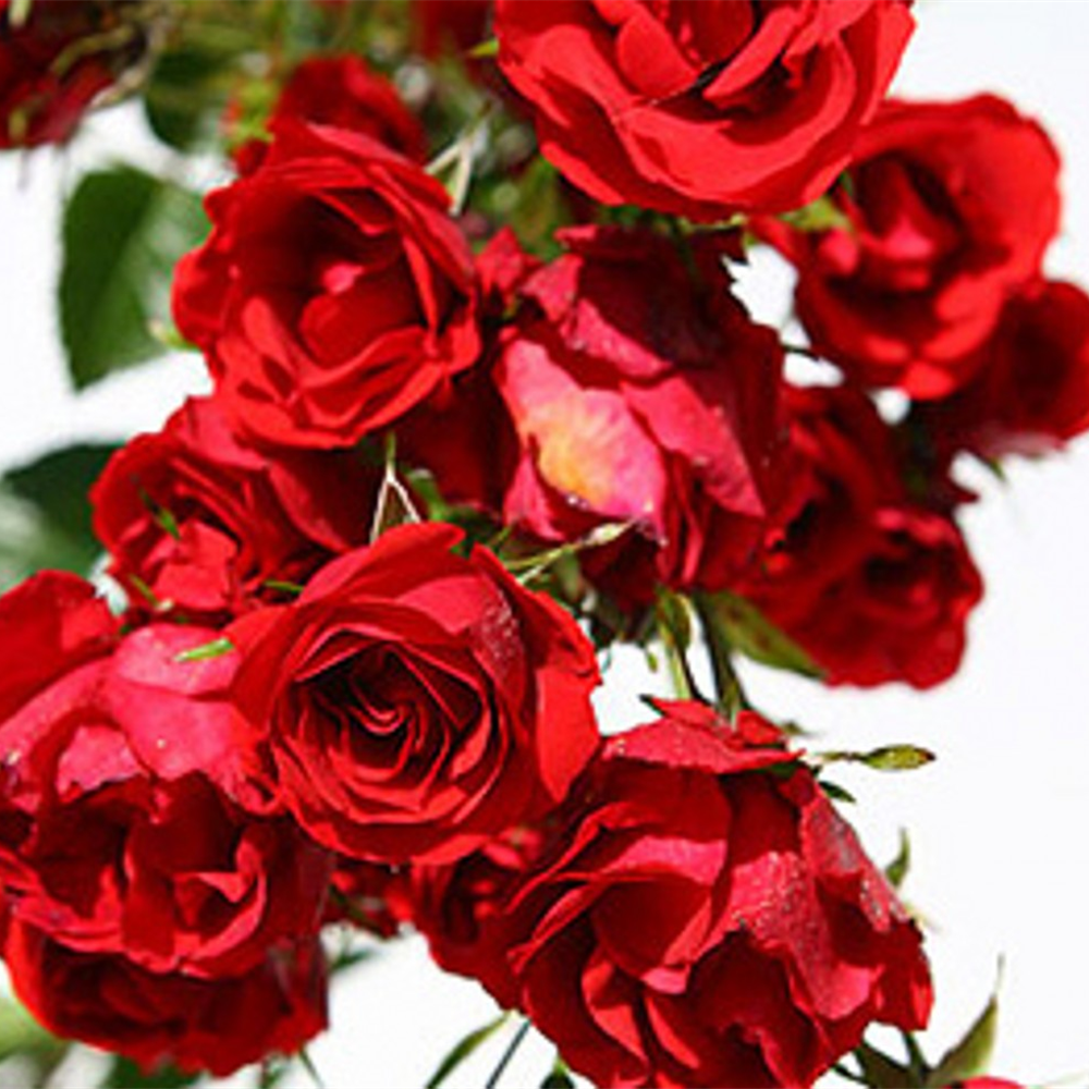 SUPER ELFIN (rambler) | Garden Roses | Pococks Roses | The Cornish Rose ...