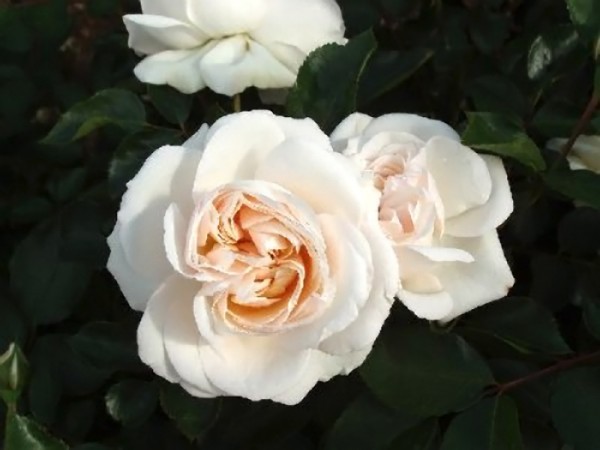 SUSAN (floribunda) | Garden Roses | Pococks Roses | The Cornish Rose ...
