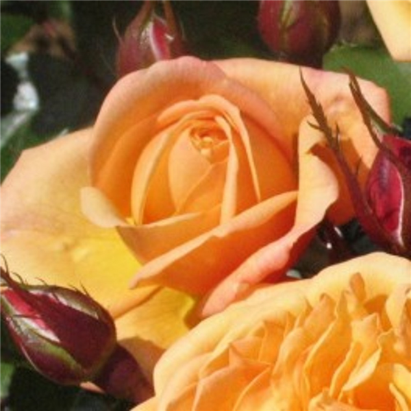 SUSIE (climber) | Garden Roses | Pococks Roses | The Cornish Rose Company