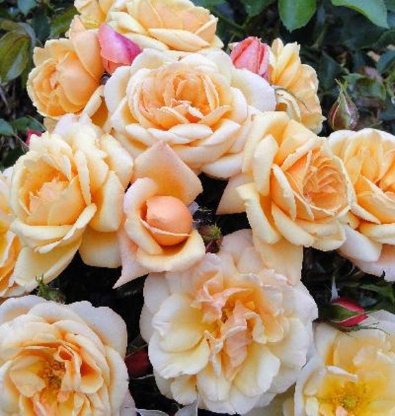 | Garden Roses | Pococks Roses | The Cornish Rose Company