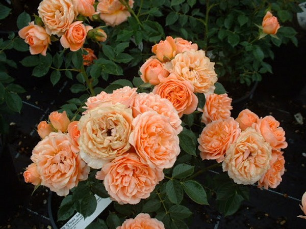SWEET DREAM (Patio) | Garden Roses | Pococks Roses | The Cornish Rose ...