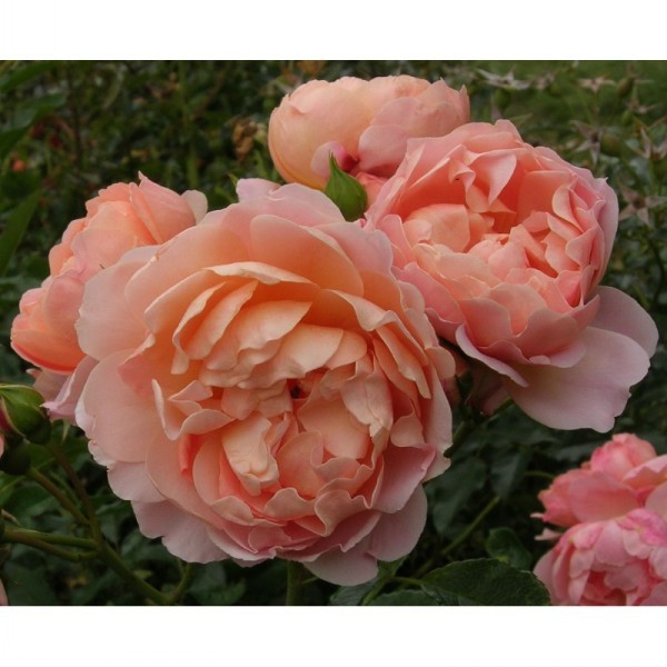 SWEET JESSICA (floribunda) | Garden Roses | Pococks Roses | The Cornish ...