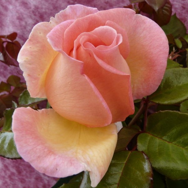 SWEET SYRIE (climber) | Garden Roses | Pococks Roses | The Cornish Rose ...