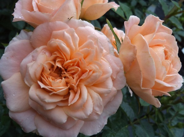 SWEET DREAM (Patio) | Garden Roses | Pococks Roses | The Cornish Rose ...