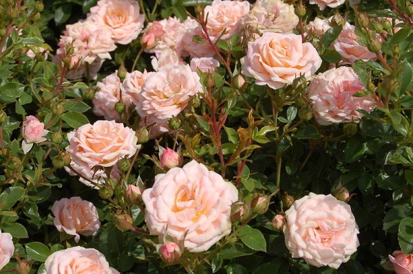 SWEETIE (Patio) | Garden Roses | Pococks Roses | The Cornish Rose Company