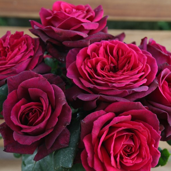 ROYAL PARFUMA (hybrid tea) | Garden Roses | Pococks Roses | The Cornish ...