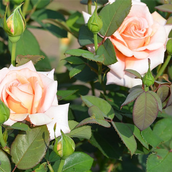 WARM WISHES (hybrid tea) | Garden Roses | Pococks Roses | The Cornish ...