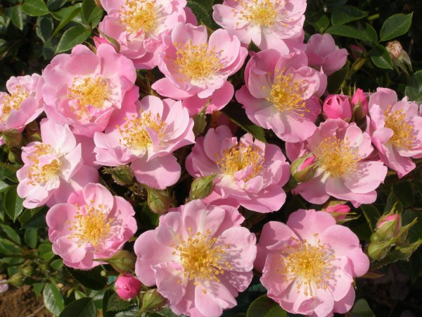 | Garden Roses | Pococks Roses | The Cornish Rose Company