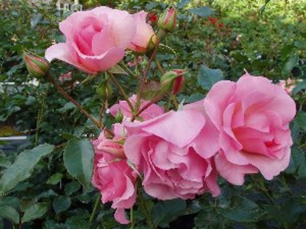 THE MCCARTNEY ROSE (hybrid tea) | Garden Roses | Pococks Roses | The ...