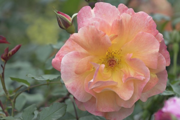 WESTERLAND (climber) | Garden Roses | Pococks Roses | The Cornish Rose ...