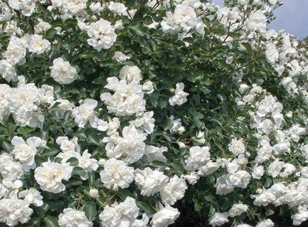 WHITE MEIDILAND (Ground cover) | Garden Roses | Pococks Roses | The ...
