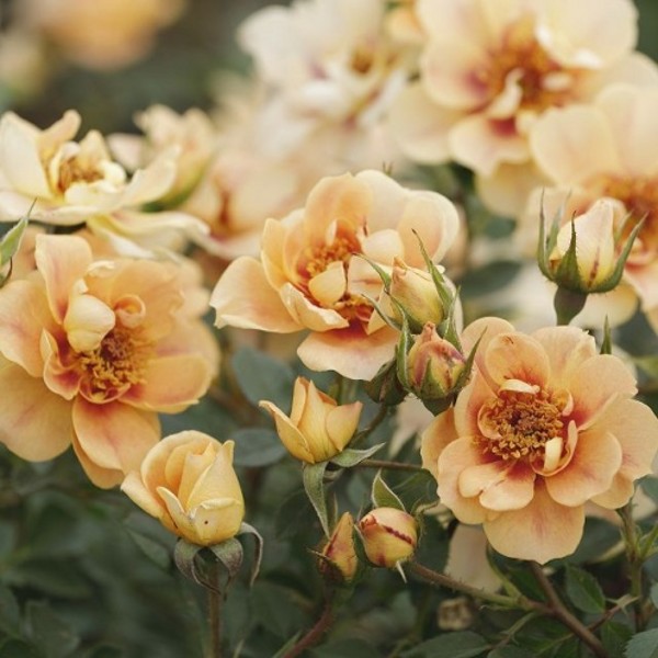 BERNSTEIN (patio) | Garden Roses | Pococks Roses | The Cornish Rose Company