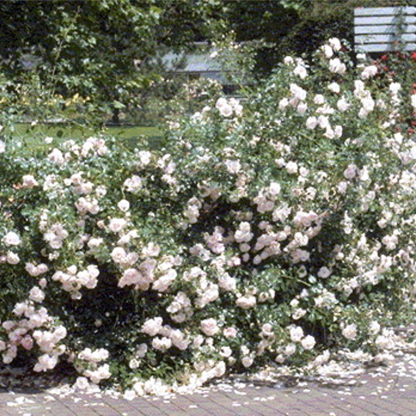 | Garden Roses | Pococks Roses | The Cornish Rose Company