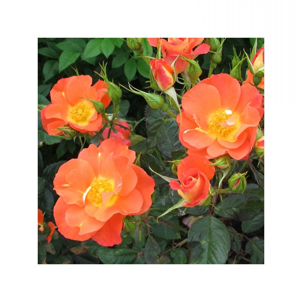 TANGERINE TANGO (climber) | Garden Roses | Pococks Roses | The Cornish ...