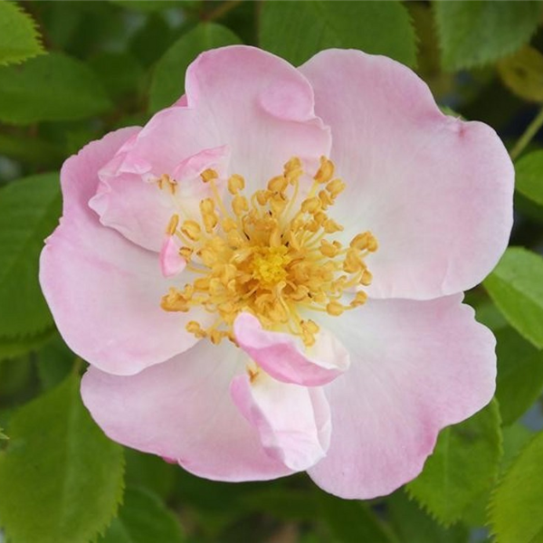 | Garden Roses | Pococks Roses | The Cornish Rose Company