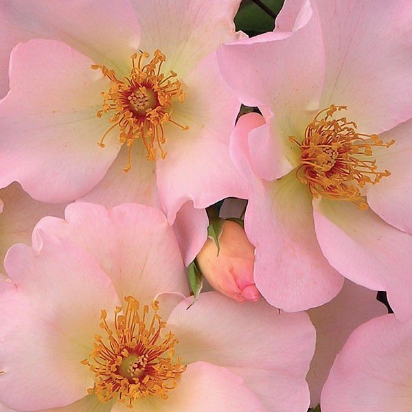 THE SIMPLE LIFE (climber) | Garden Roses | Pococks Roses | The Cornish ...