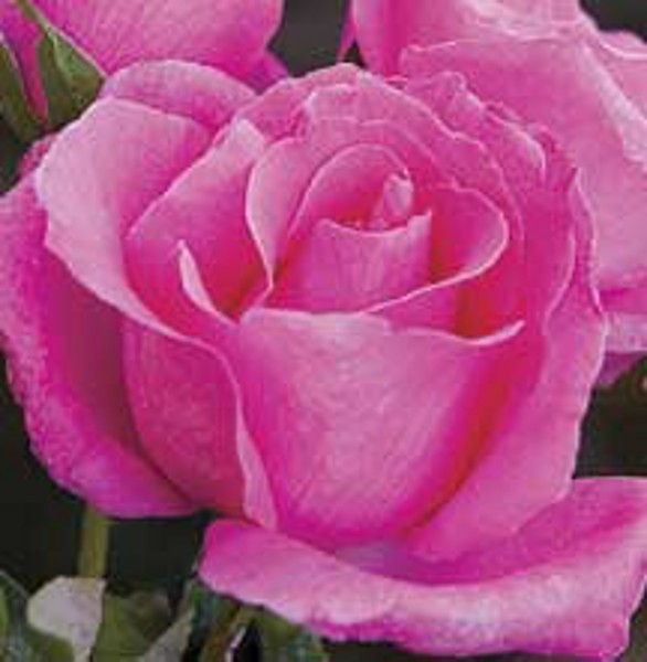 THE MCCARTNEY ROSE (hybrid tea) | Garden Roses | Pococks Roses | The ...