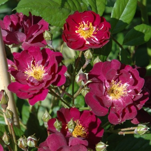 VIOLETTE (rambler) | Garden Roses | Pococks Roses | The Cornish Rose ...