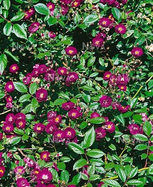 VIOLETTE (rambler) | Garden Roses | Pococks Roses | The Cornish Rose ...