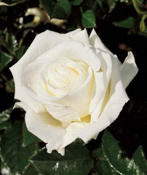 WHITE PARFUM DE PROVENCE (hybrid tea) | Garden Roses | Pococks Roses ...
