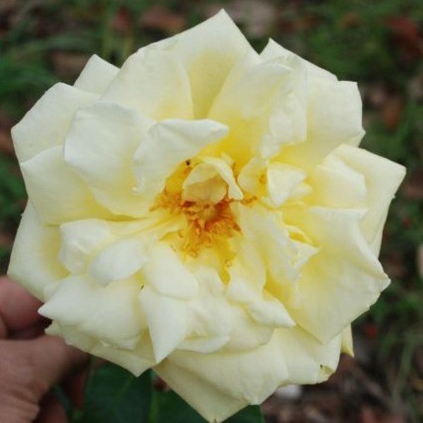 WILLIAM ALLEN RICHARDSON (climber) | Garden Roses | Pococks Roses | The ...