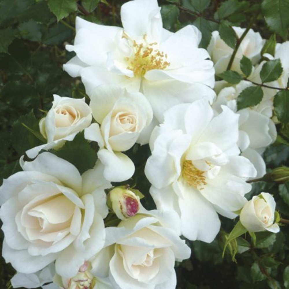 YORKSHIRE PRINCESS (Patio) | Garden Roses | Pococks Roses | The Cornish ...