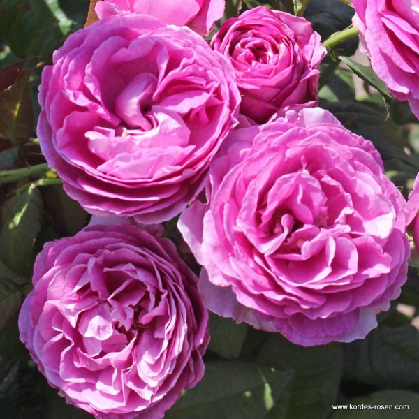 ADORABLE PARFUMA (floribunda) | Garden Roses | Pococks Roses | The ...