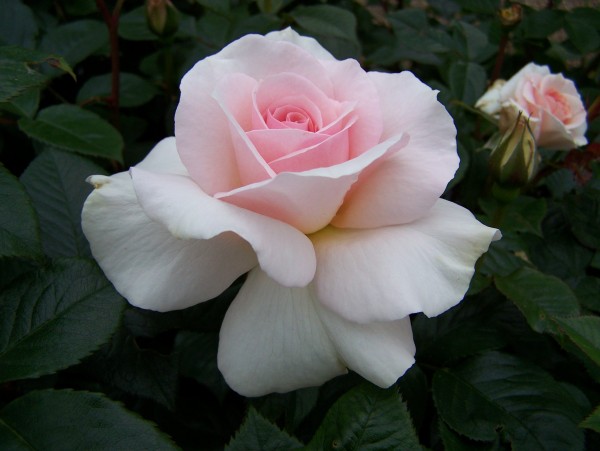 A WHITER SHADE OF PALE (hybrid tea) | Garden Roses | Pococks Roses ...