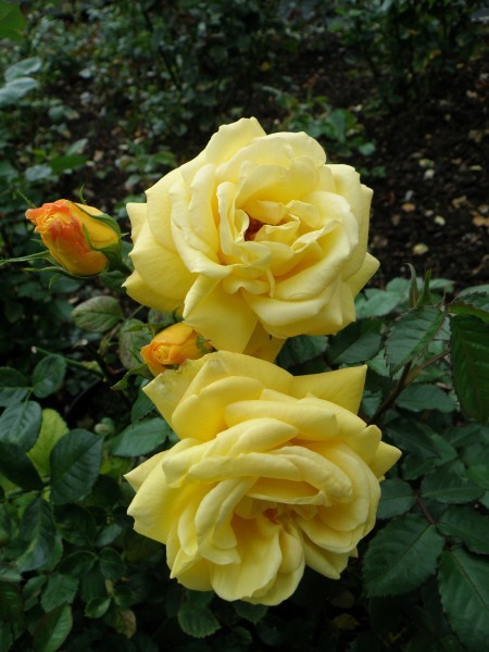 ARTHUR BELL (floribunda) | Garden Roses | Pococks Roses | The Cornish ...