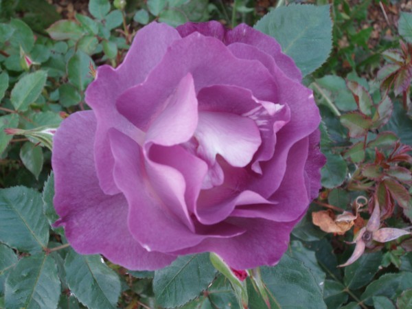 BLUE FOR YOU (floribunda) | Garden Roses | Pococks Roses | The Cornish ...