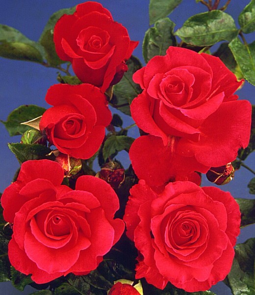 DIZZY HEIGHTS (climber) | Garden Roses | Pococks Roses | The Cornish ...