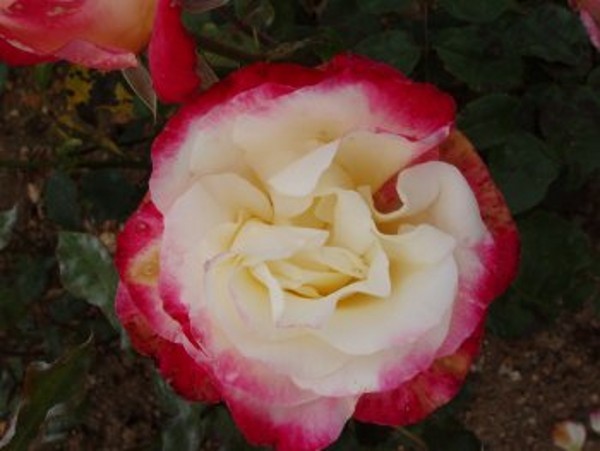 | Garden Roses | Pococks Roses | The Cornish Rose Company