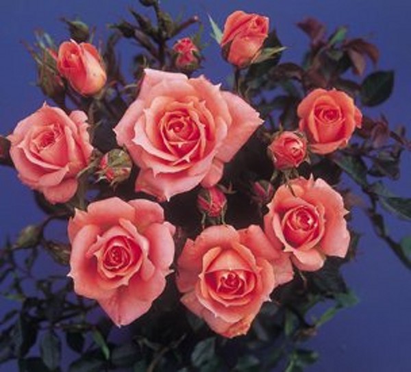 FLOWER POWER (Patio) | Garden Roses | Pococks Roses | The Cornish Rose ...