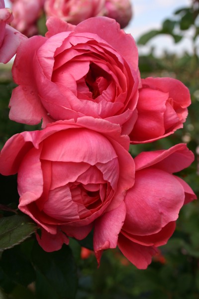 | Garden Roses | Pococks Roses | The Cornish Rose Company