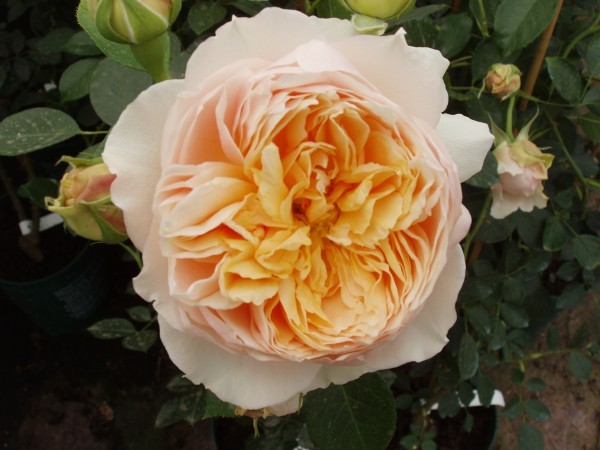 | Garden Roses | Pococks Roses | The Cornish Rose Company
