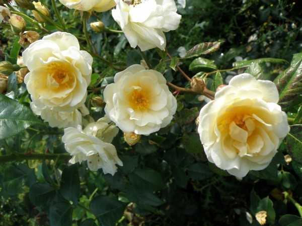GOLDFINCH (rambler) | Garden Roses | Pococks Roses | The Cornish Rose ...