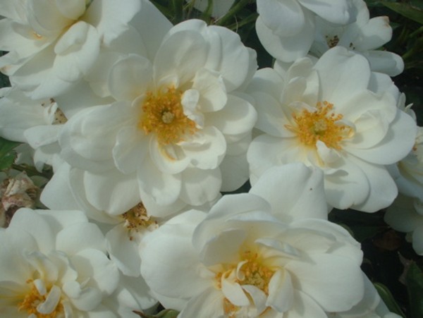 KENT (Ground cover) | Garden Roses | Pococks Roses | The Cornish Rose ...