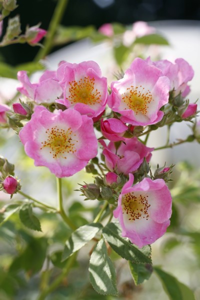 KEW RAMBLER (rambler) | Garden Roses | Pococks Roses | The Cornish Rose ...