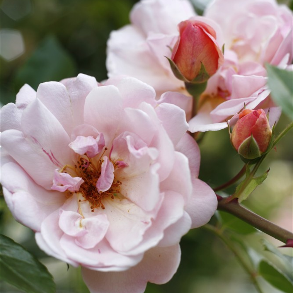 KEW RAMBLER (rambler) | Garden Roses | Pococks Roses | The Cornish Rose ...