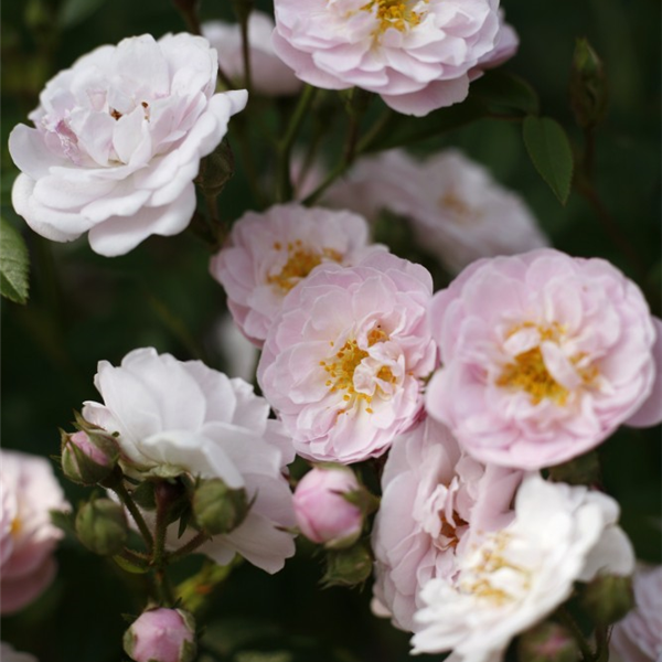 LITTLE RAMBLER (rambler) | Garden Roses | Pococks Roses | The Cornish ...