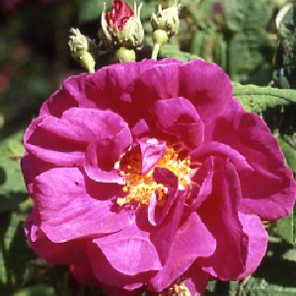 OFFICINALIS (Historic) (Gallica) | Garden Roses | Pococks Roses | The ...