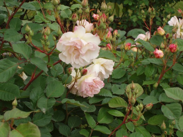 | Garden Roses | Pococks Roses | The Cornish Rose Company