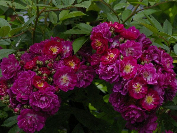 PERENNIAL BLUE (climber) | Garden Roses | Pococks Roses | The Cornish ...