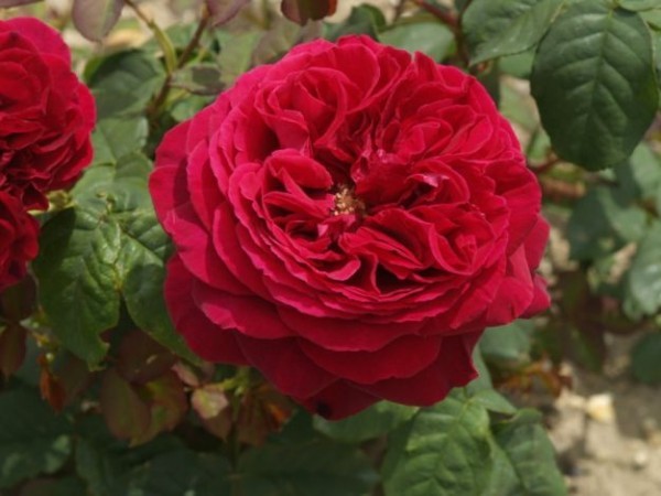 PROPER JOB (hybrid tea) | Garden Roses | Pococks Roses | The Cornish ...