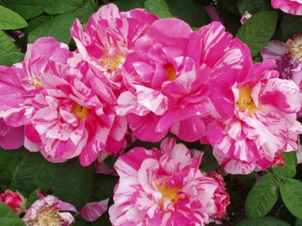 ROSA MUNDI (Historic) (Gallica) | Garden Roses | Pococks Roses | The ...
