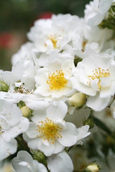 SEAGULL (rambler) | Garden Roses | Pococks Roses | The Cornish Rose Company