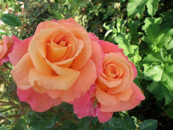 SUNRISE (climber) | Garden Roses | Pococks Roses | The Cornish Rose Company